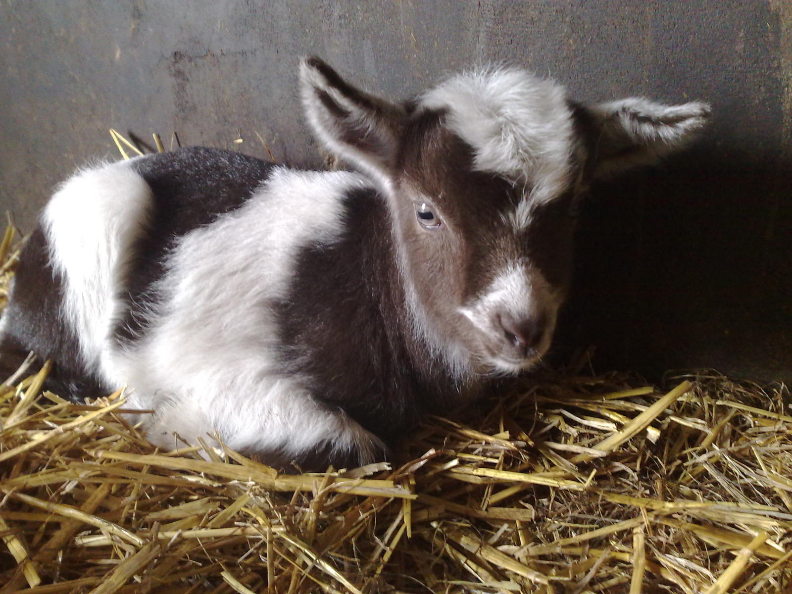 Managing More Babies Than Expected During Goat-Kidding Season - Grit